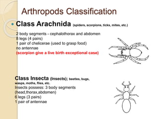 Phylum Arthropoda M.Ishaq ICP | PPTX | Biological Sciences | Science