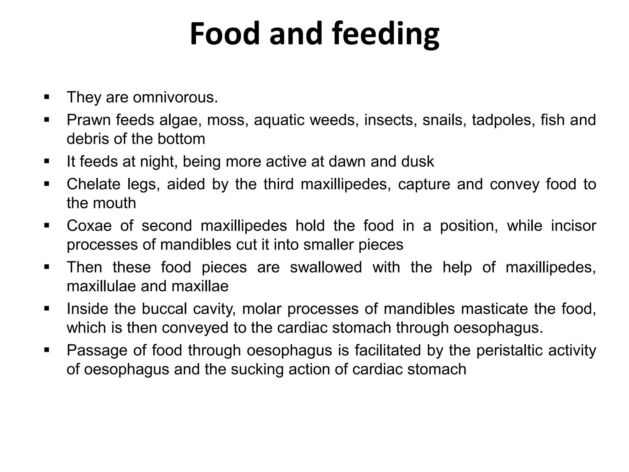 arthropoda Phylum | PDF