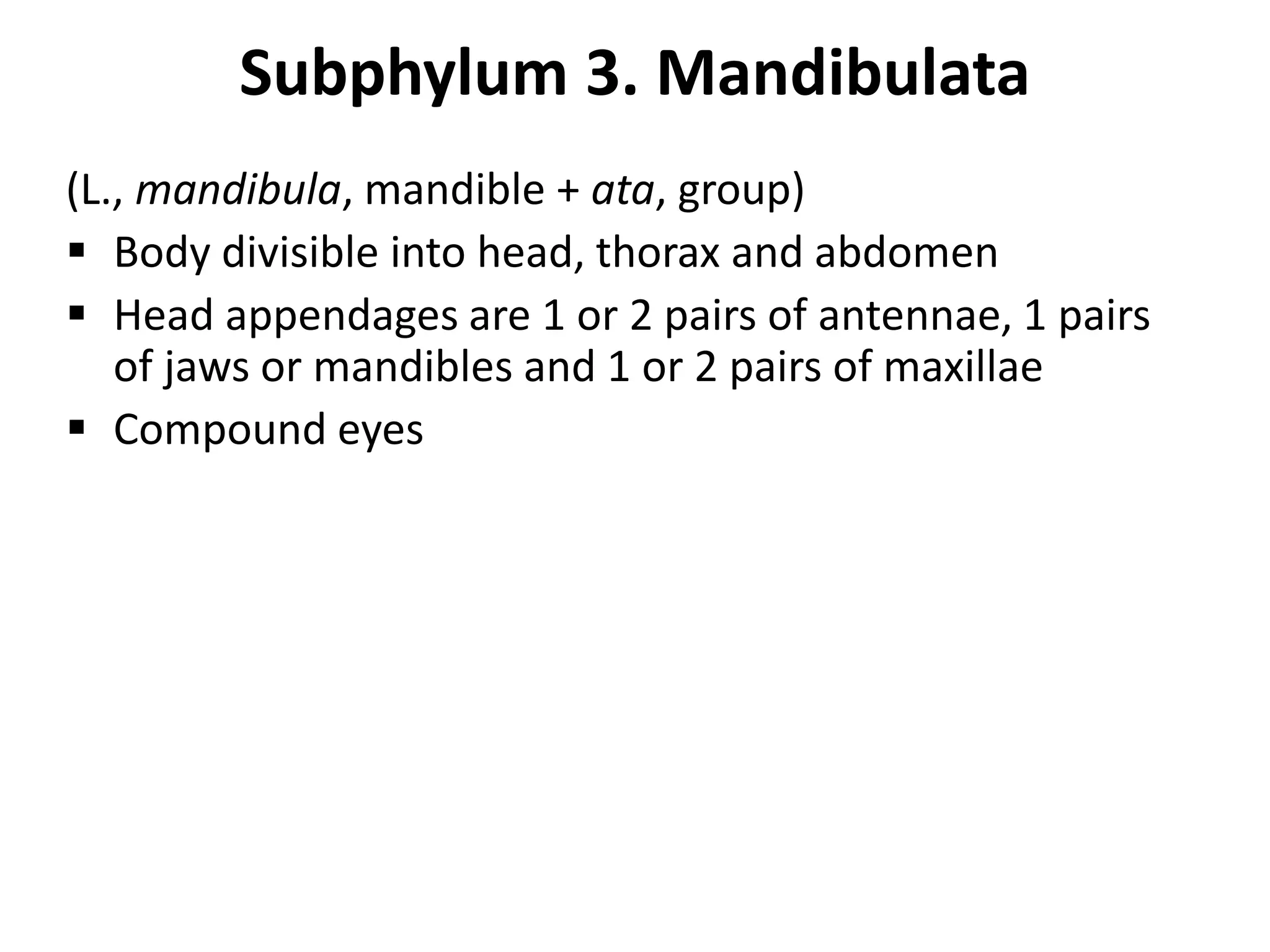 arthropoda Phylum | PDF