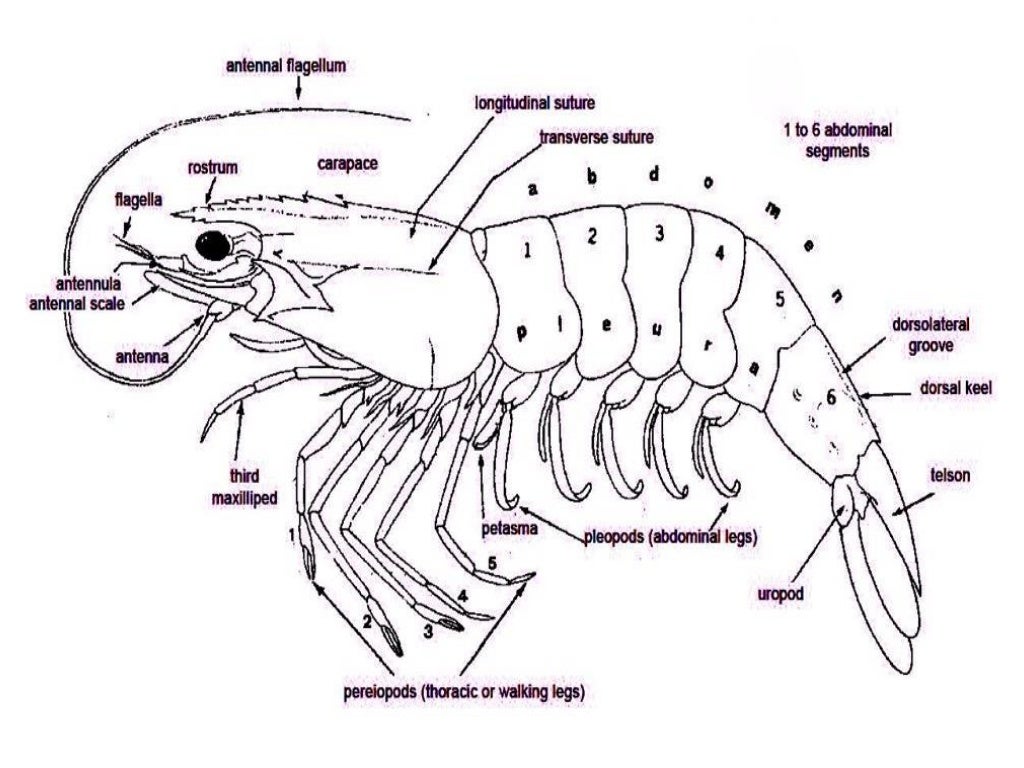 arthropoda Phylum
