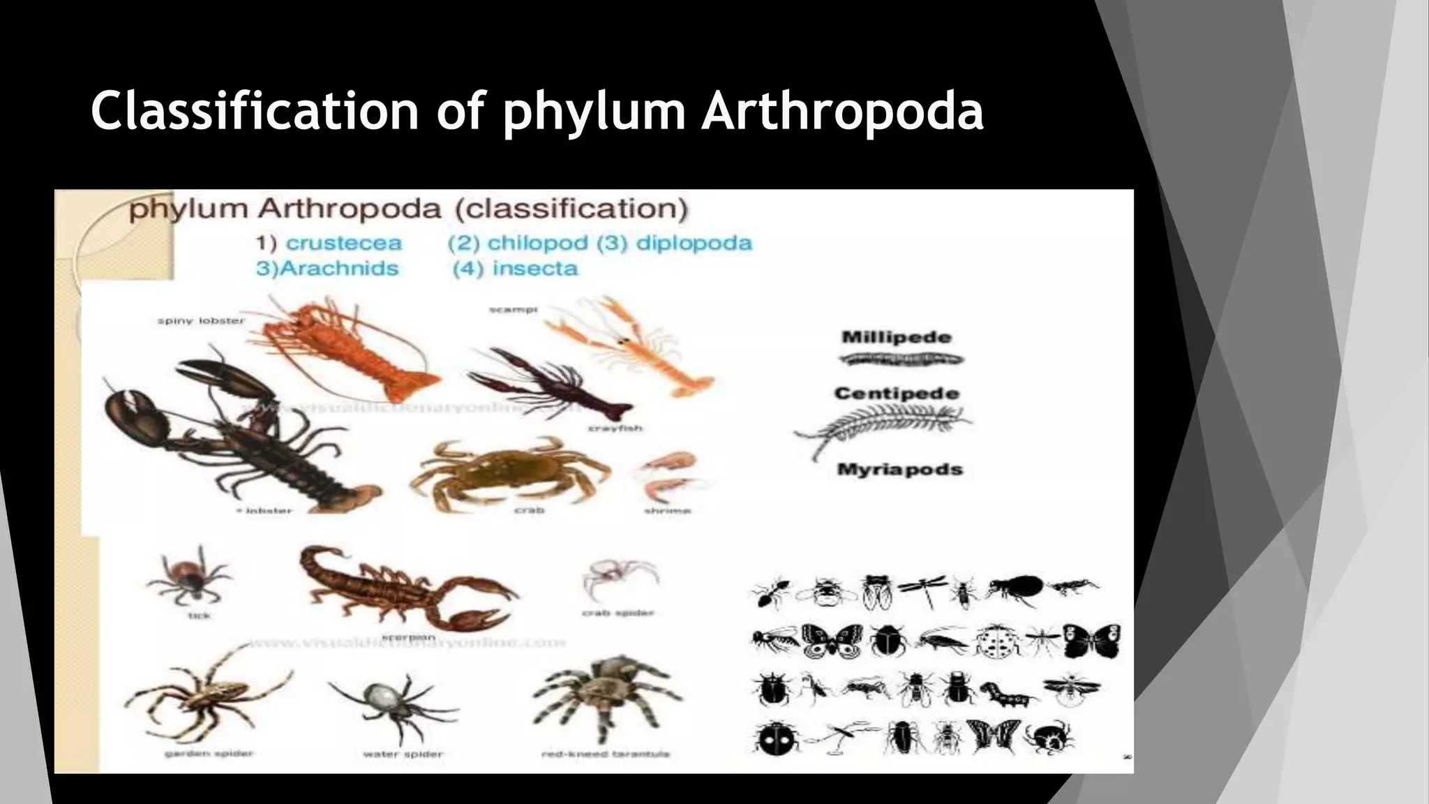 Phylum arthropoda | PPT
