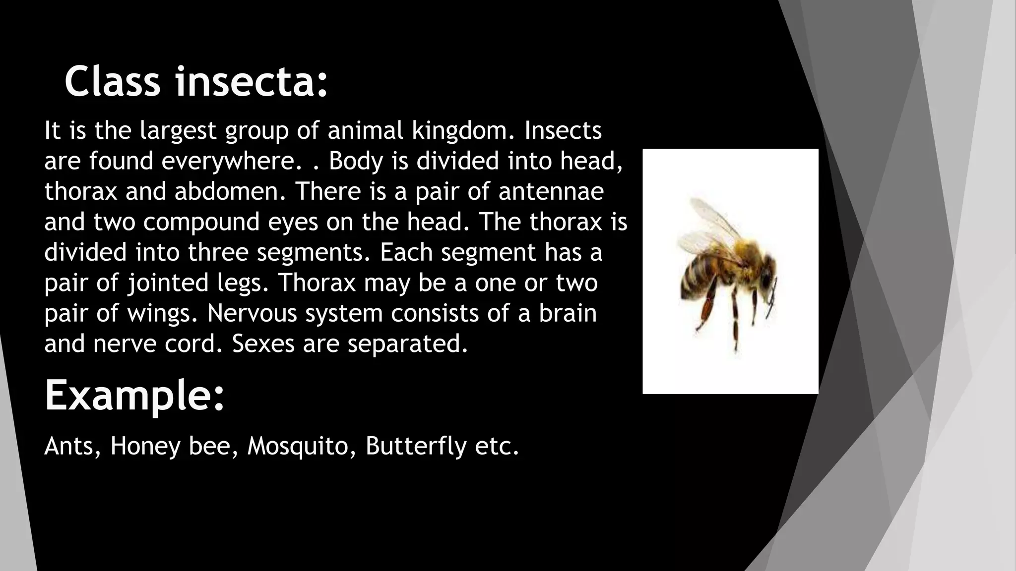 Phylum arthropoda | PPTX | Reproductive Health | Diseases and Conditions