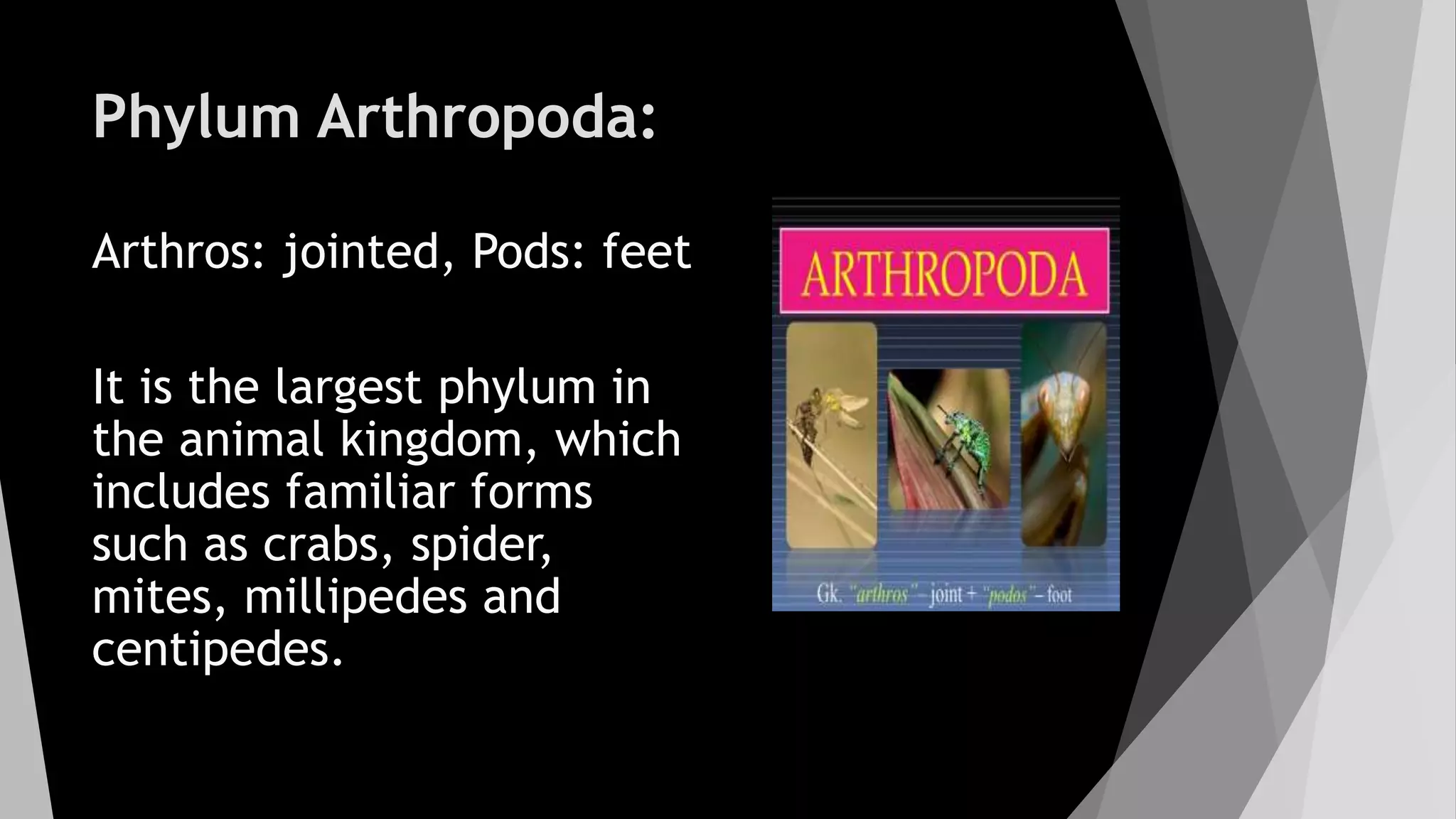Phylum arthropoda | PPTX | Reproductive Health | Diseases and Conditions