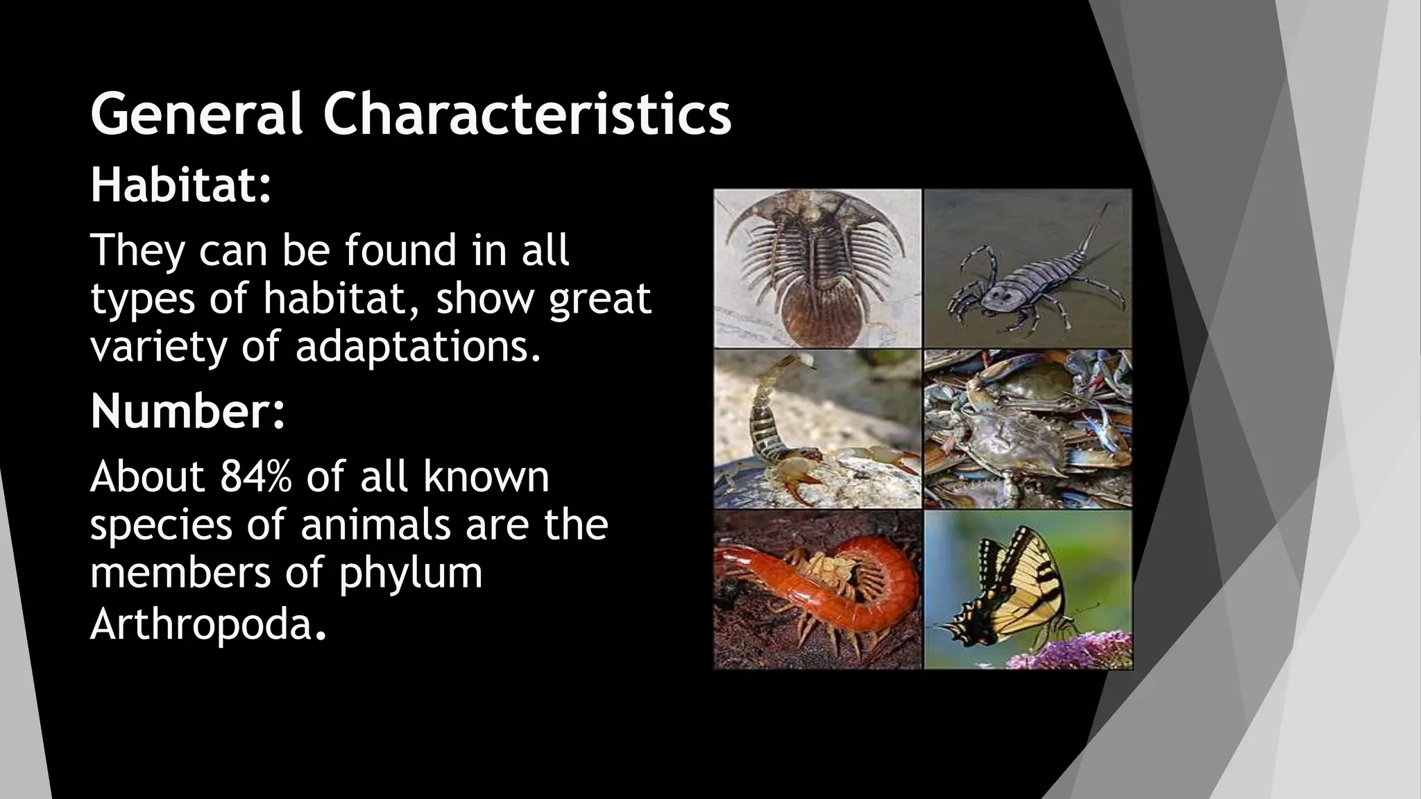 Phylum arthropoda | PPT