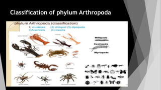 Phylum arthropoda | PPTX | Reproductive Health | Diseases and Conditions