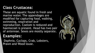 Phylum arthropoda | PPTX | Reproductive Health | Diseases and Conditions