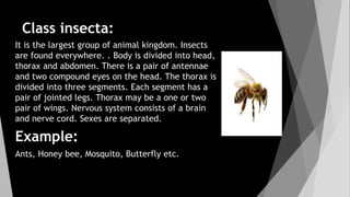 Phylum arthropoda | PPTX | Reproductive Health | Diseases and Conditions