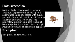 Phylum arthropoda | PPTX