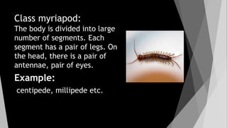 Phylum arthropoda | PPTX | Reproductive Health | Diseases and Conditions