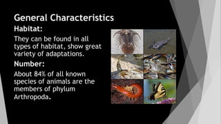 Phylum arthropoda | PPTX