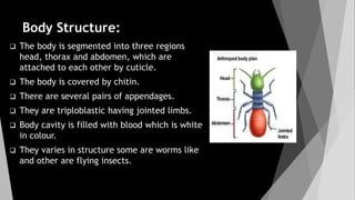 Phylum arthropoda | PPTX | Reproductive Health | Diseases and Conditions
