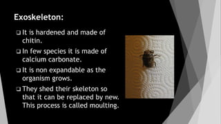Phylum arthropoda | PPTX