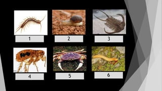 Phylum arthropoda | PPT