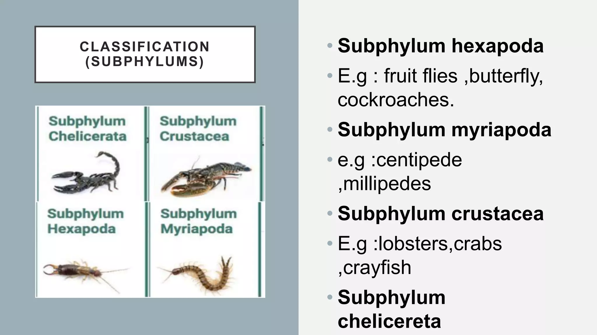 Phylum Arthropoda | PPTX