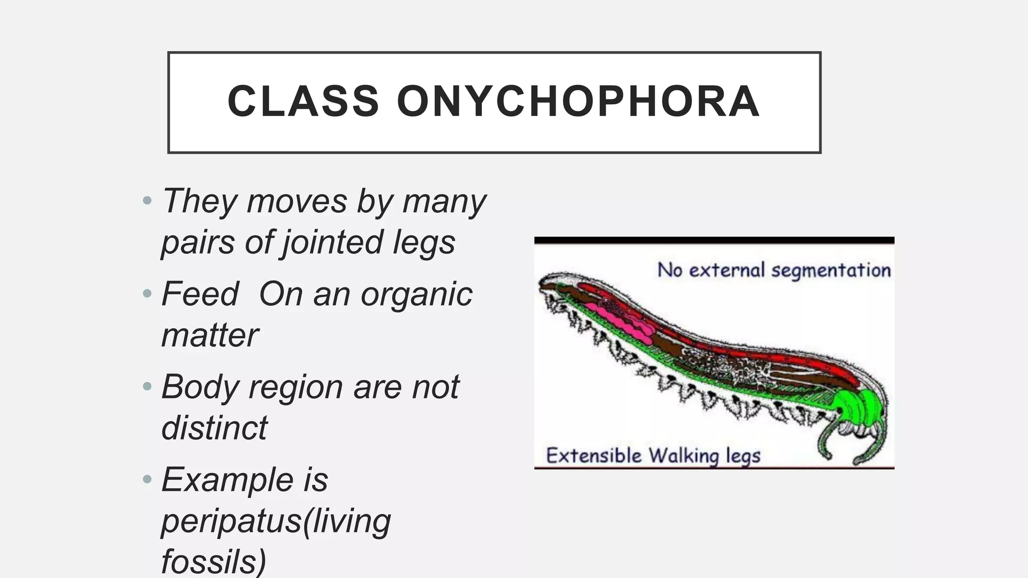 Phylum Arthropoda | PPTX