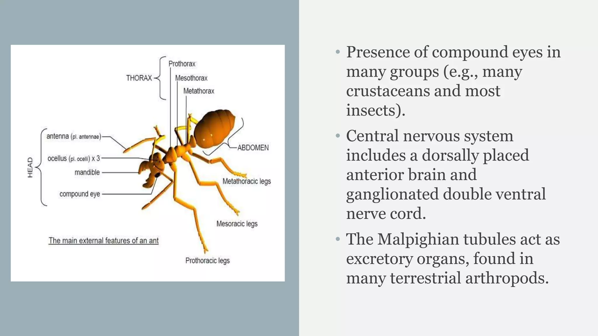 Phylum Arthropoda | PPTX