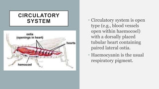Phylum Arthropoda | PPT