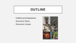 Phylum Arthropoda | PPT