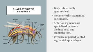 Phylum Arthropoda | PPT