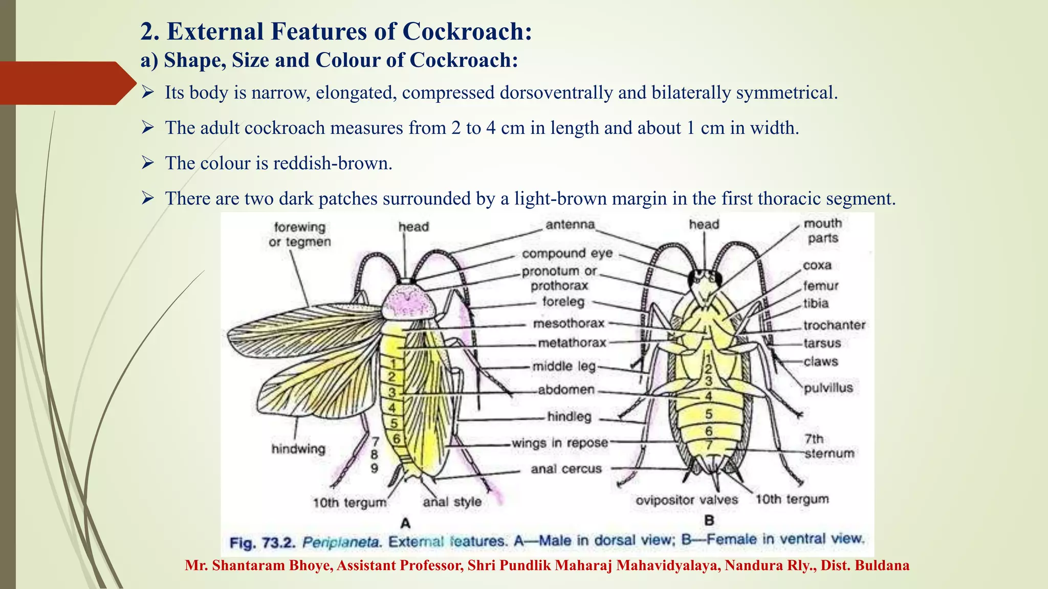 Phylum Arthropoda.pptx