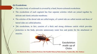 Phylum Arthropoda.pptx