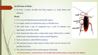 Phylum Arthropoda.pptx