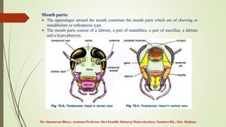 Phylum Arthropoda.pptx