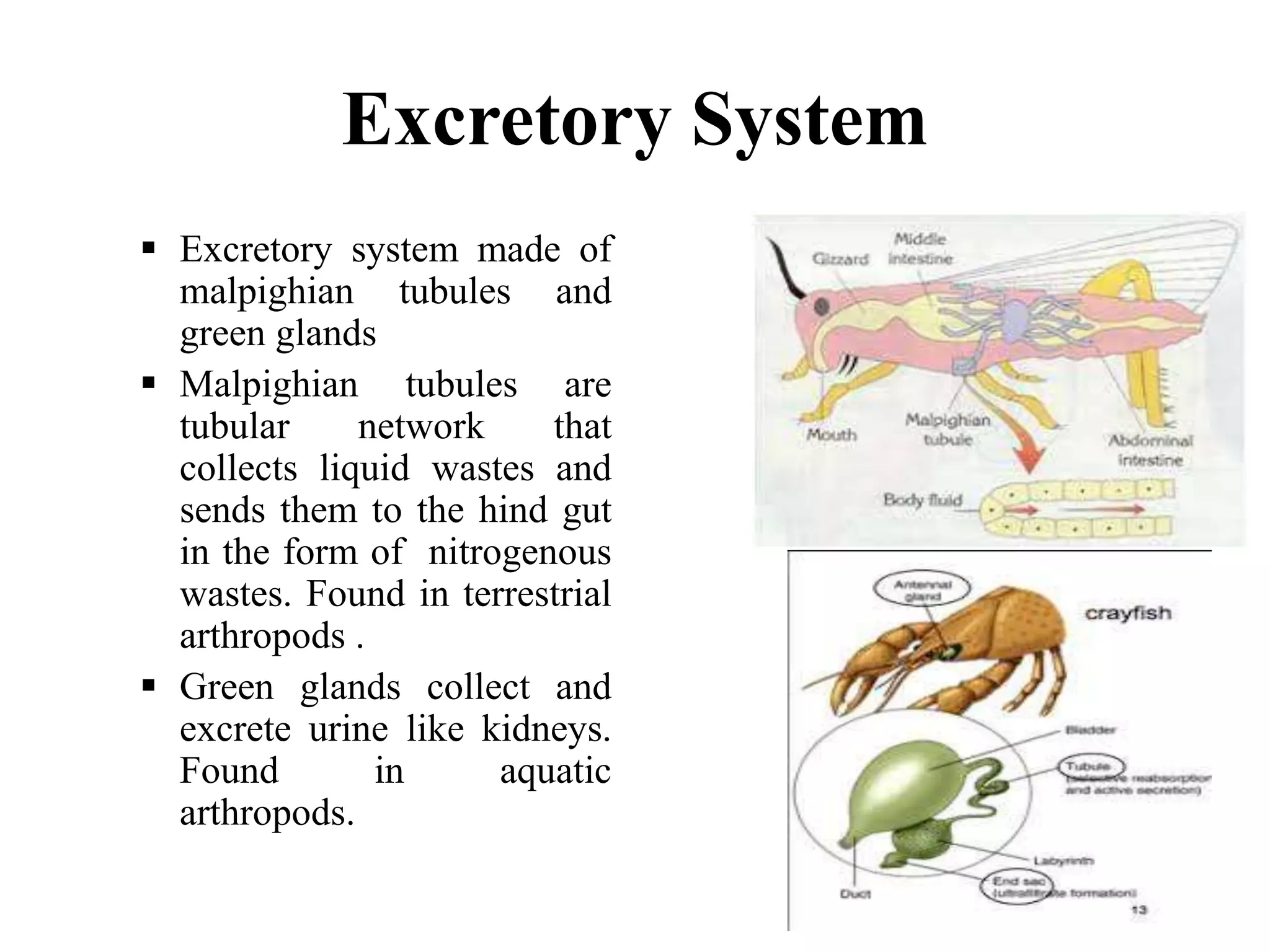 Phylum Arthropoda.pptx