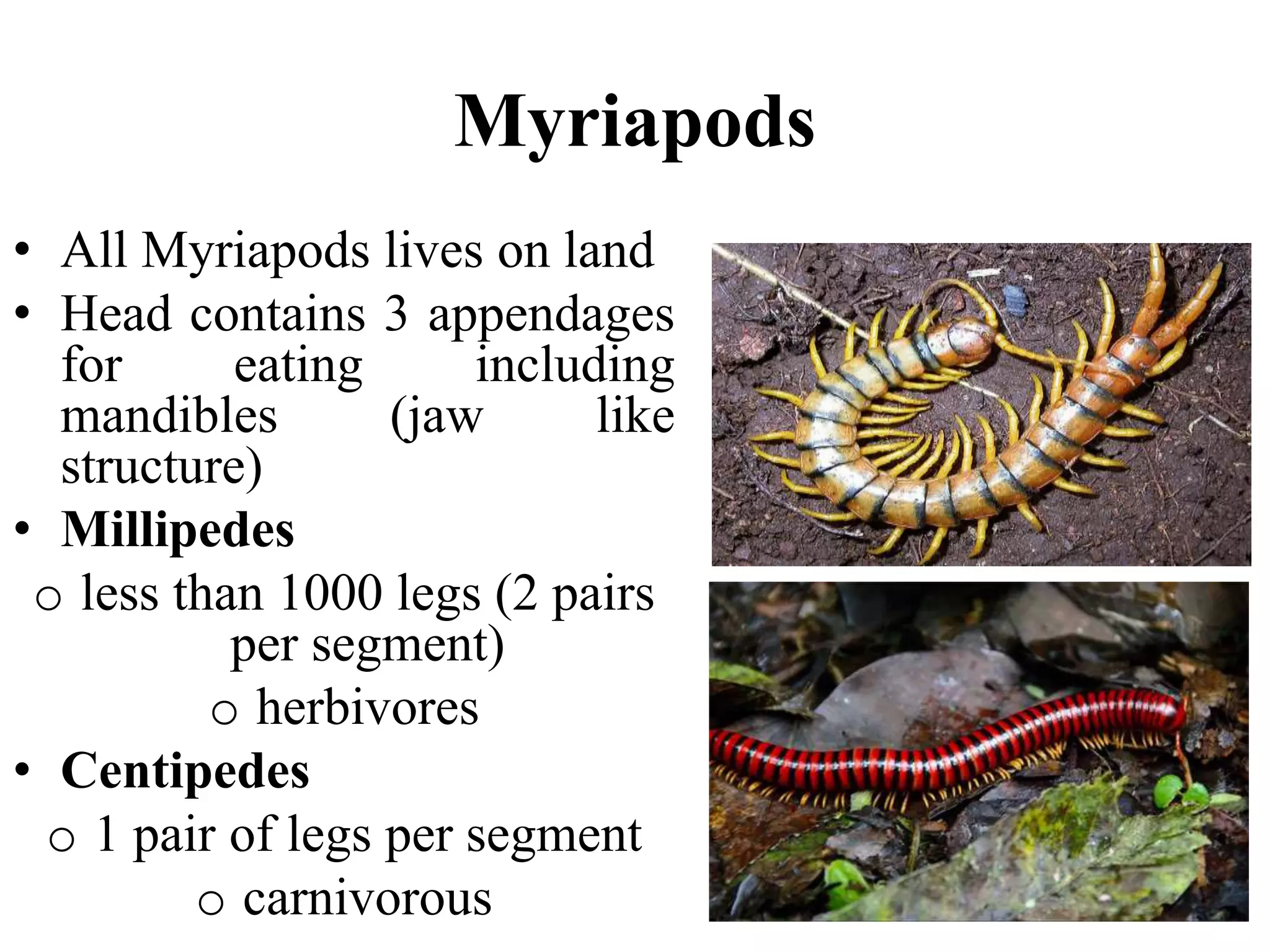 Phylum Arthropoda.pptx