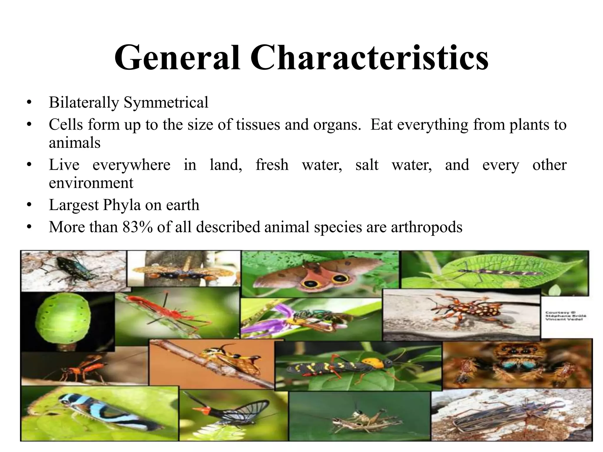 Phylum Arthropoda.pptx