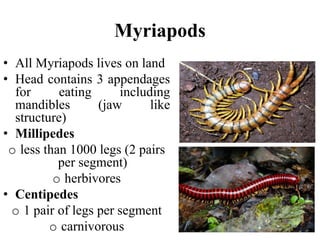 Phylum Arthropoda.pptx