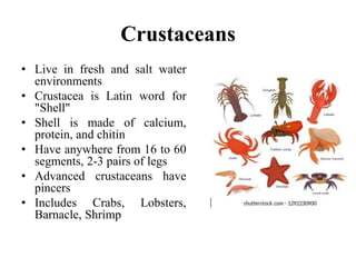 Phylum Arthropoda.pptx
