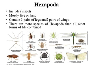 Phylum Arthropoda.pptx