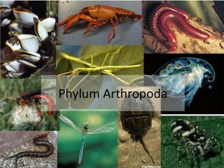 Phylum Arthropoda.pptx