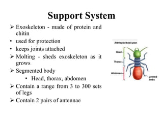 Phylum Arthropoda.pptx