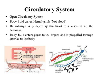 Phylum Arthropoda.pptx