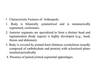 Phylum Arthropoda.pptx
