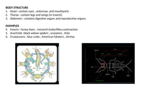 PHYLUM ARTHROPODA.pptx, diversity and classes | PPTX
