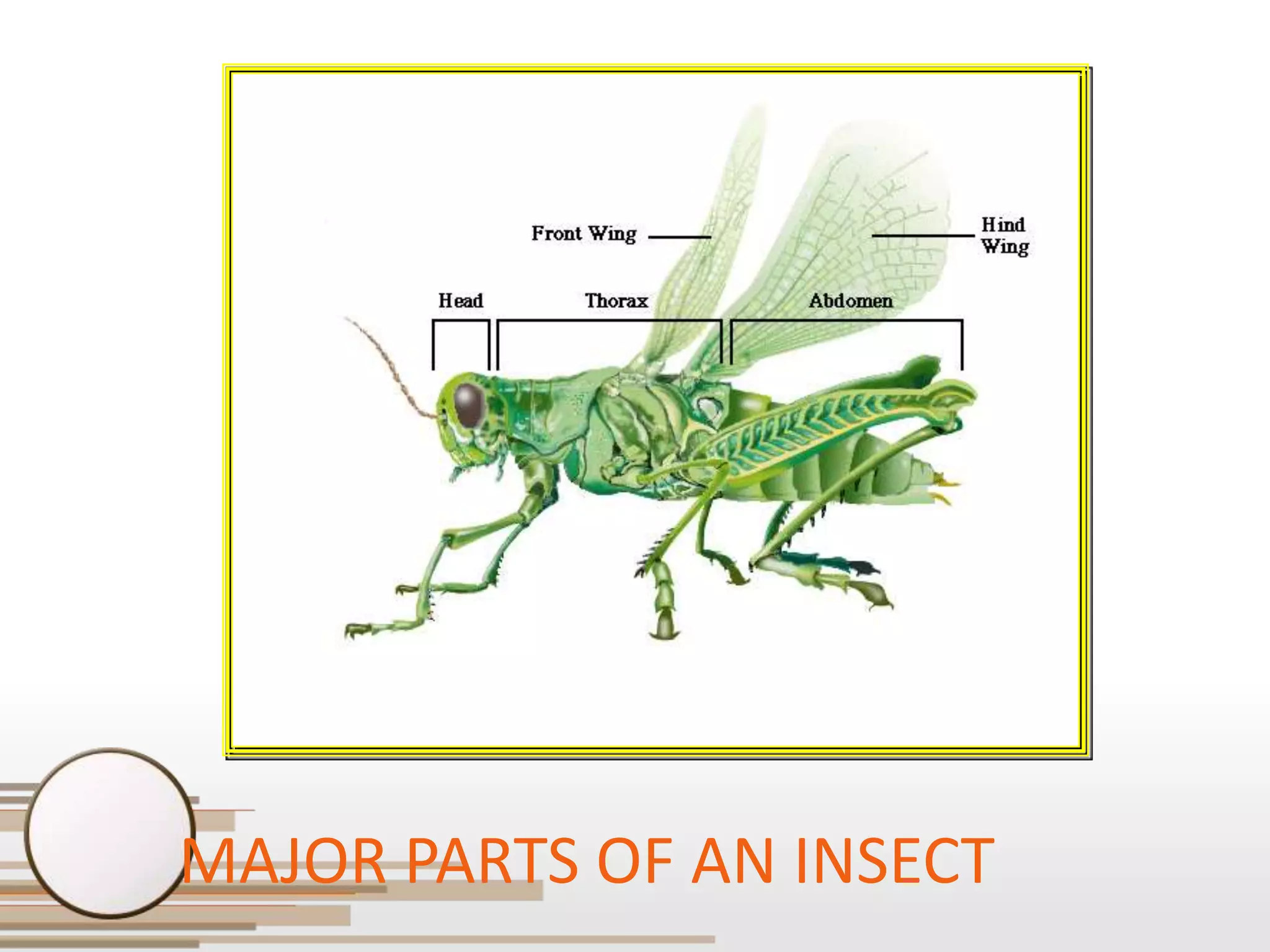 Phylum arthropoda visual bee | PPTX