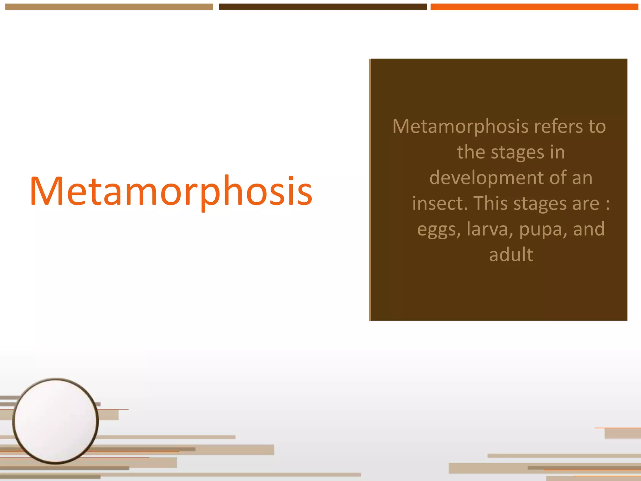 Phylum arthropoda visual bee | PPTX