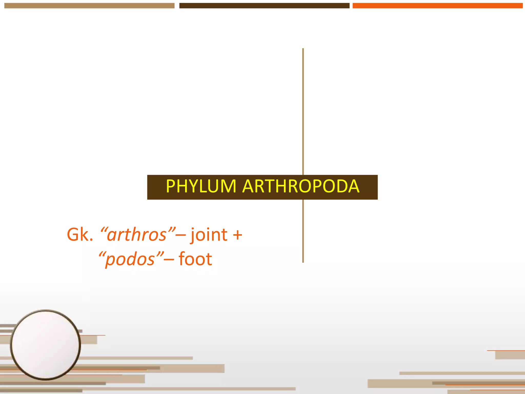 Phylum arthropoda visual bee | PPTX