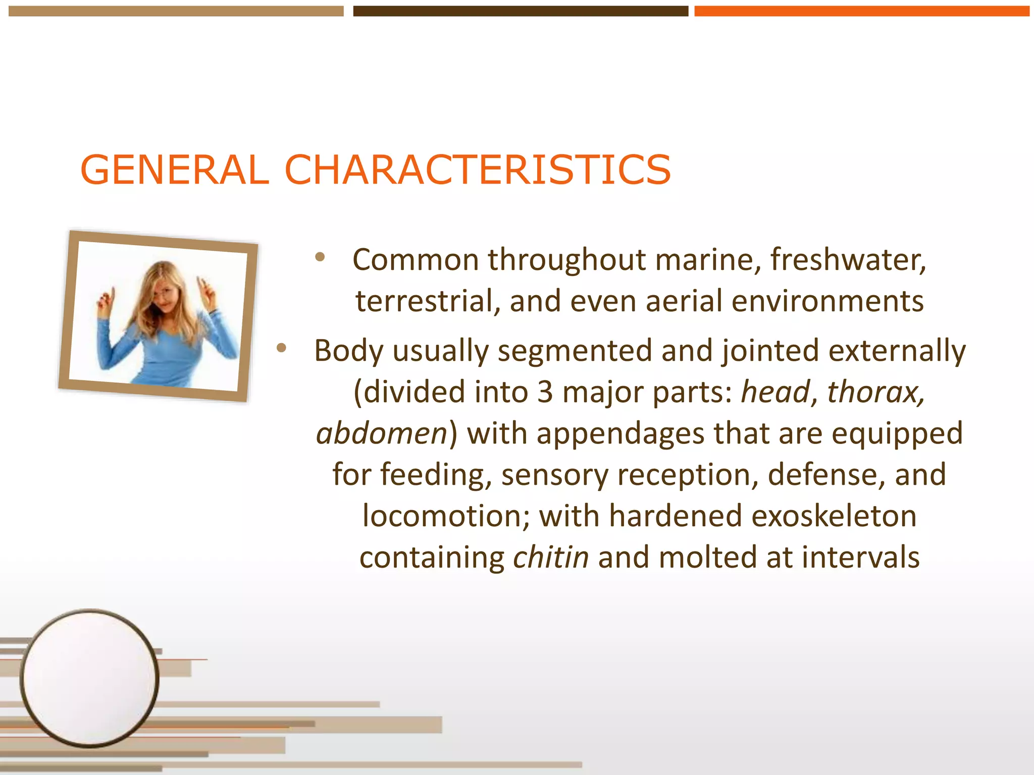 Phylum arthropoda visual bee | PPTX