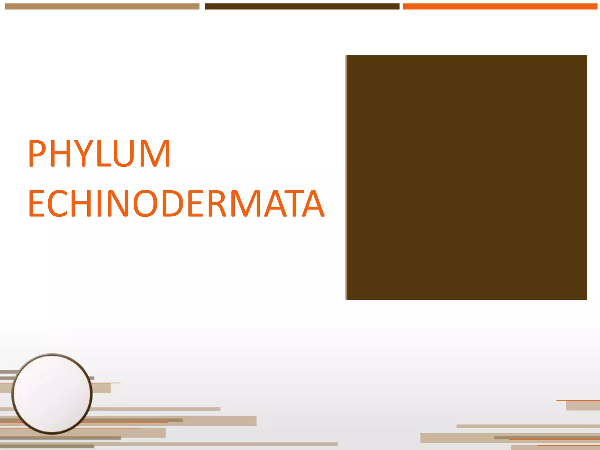 Phylum arthropoda visual bee | PPTX