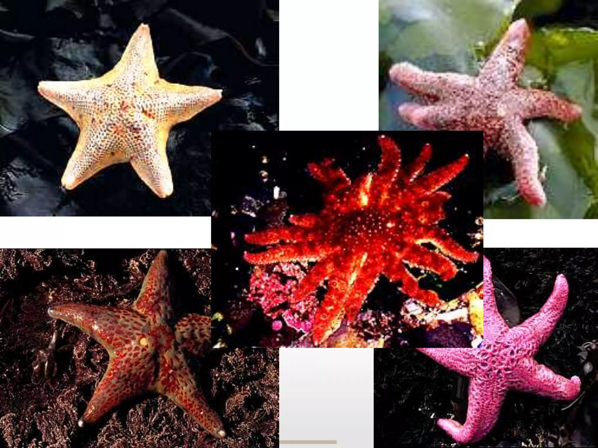 Phylum arthropoda visual bee | PPTX