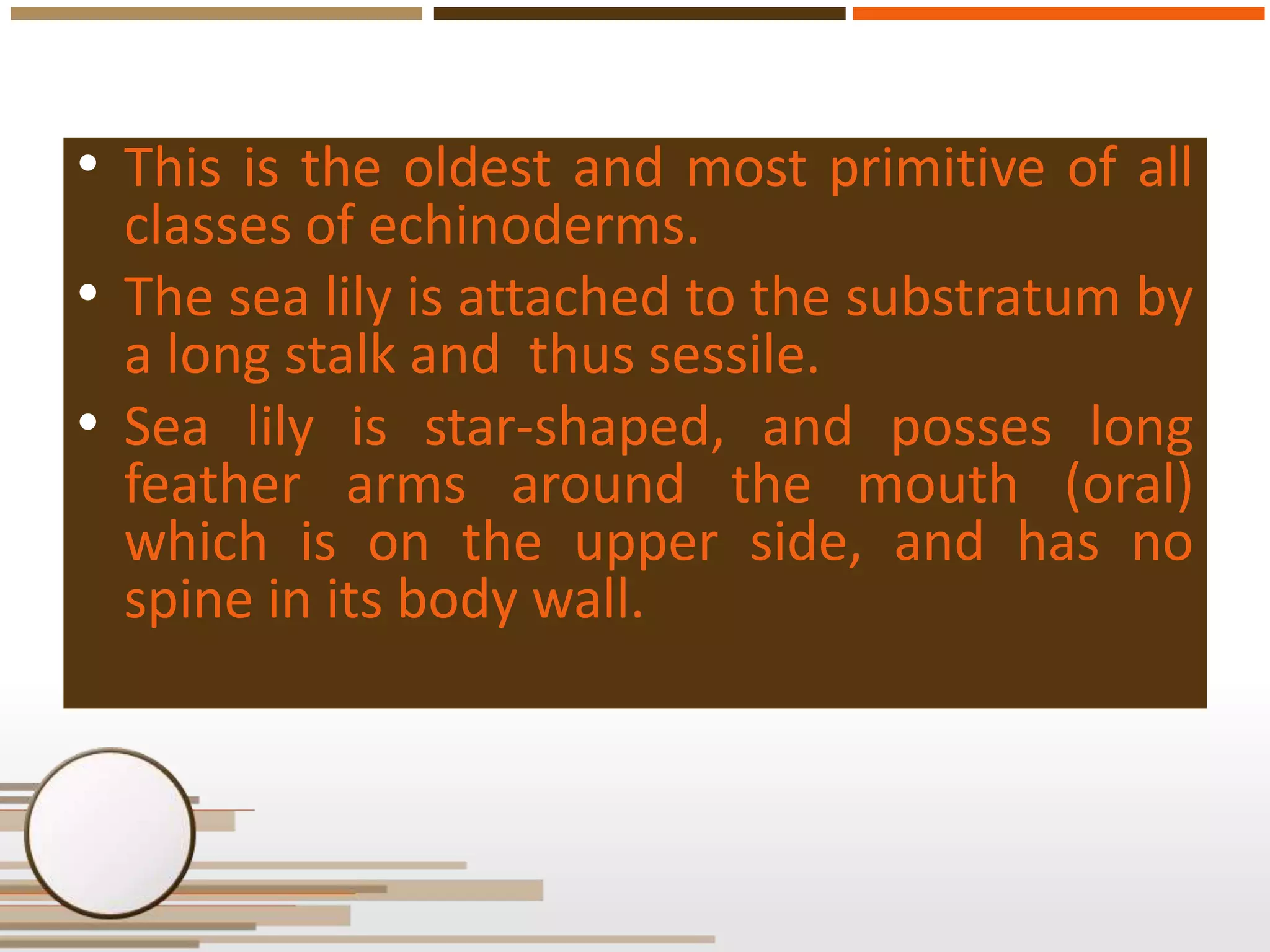 Phylum arthropoda visual bee | PPTX