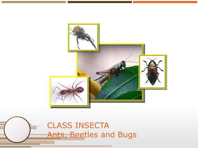 Phylum arthropoda visual bee | PPT
