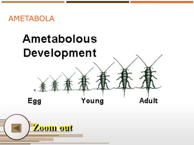 Phylum arthropoda visual bee | PPT