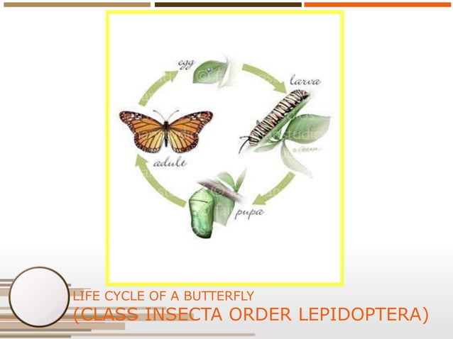 Phylum arthropoda visual bee | PPT