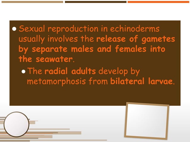 Phylum arthropoda visual bee | PPT