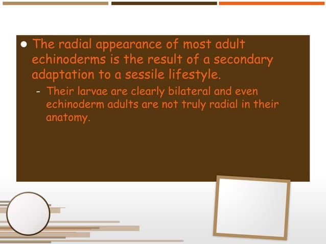 Phylum arthropoda visual bee | PPT